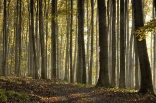 La Forêt de Lyons en Camping-Car Normandie